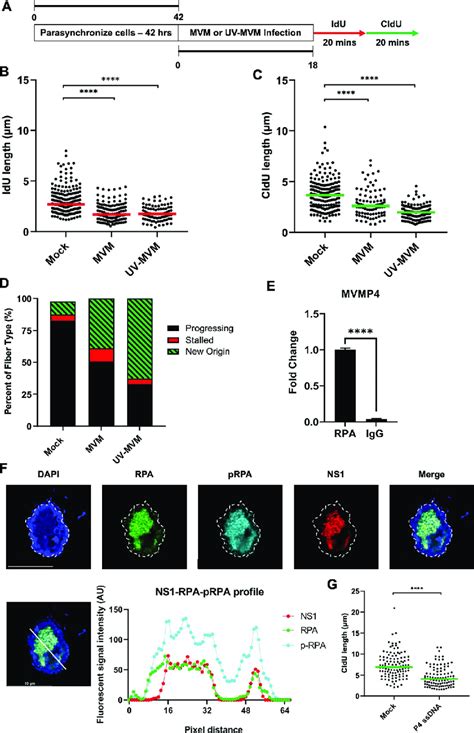 The Non Replicating Mvm Genome Binds Cellular Rpa And Induces Download Scientific Diagram