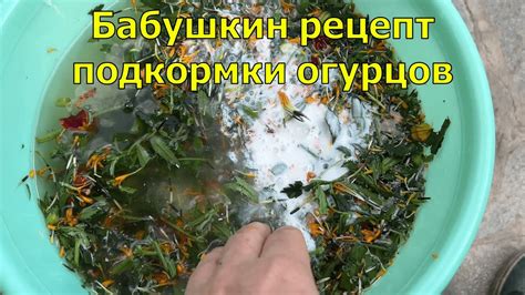 Подкормка огурцов Бабушки рецепт Чем подкормить огурцы в августе Youtube