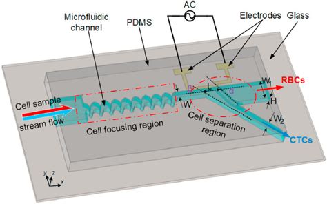 Sketch Of The Microfluidic Chip Design For Continuous Cell Focusing And Download Scientific