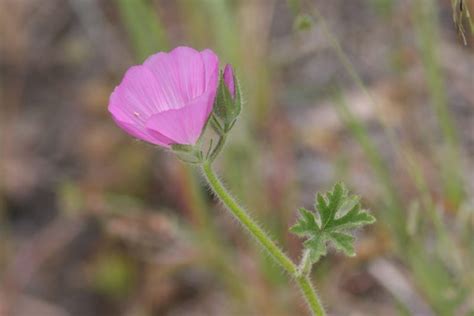 Cnps Sues Lake County Over Risky Guenoc Valley Development California Native Plant Society