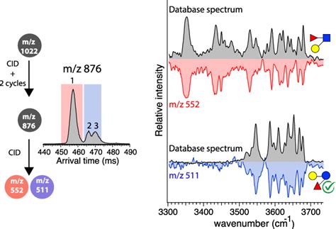 Comparison Of Cryogenic Ir Spectra Of Second Generation Fragments Mz
