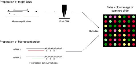 Array Based Tests Lifeasible