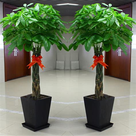 绿植盆景租赁园林绿化养护鲜花花篮配送花卉绿植盆景批发零售 深圳市花谷里园艺有限公司 绿植盆景租赁园林绿化养护鲜花花篮配送花卉绿植盆景批发零售 深圳市花谷里园艺有限公司