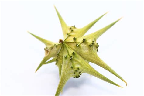 Close Up Of A Devil S Thorn Specifically The One South African S Refer