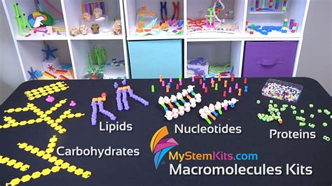 Macromolecule Lab High School At Eula Seay Blog