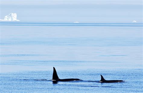 Orcinus Orca Killer Whale