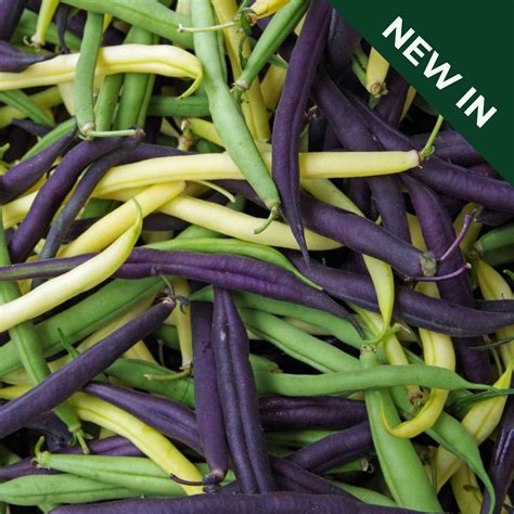 Dwarf Bean Mix Premier Seeds Direct
