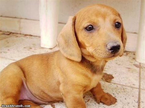 17 Pictures Of Cute Cat Burritos Breakbrunch