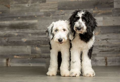 Mini Sheepadoodles Dog Breed Information Images Characteristics Health