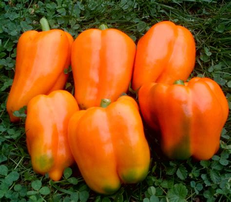 Coral Bell Pepper Seeds