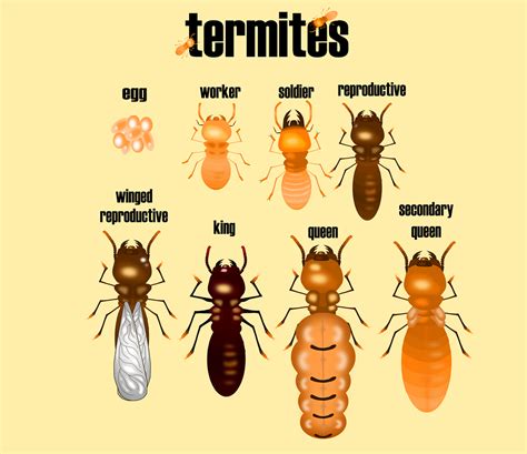 List 94 Pictures Pictures Of A Termite Sharp