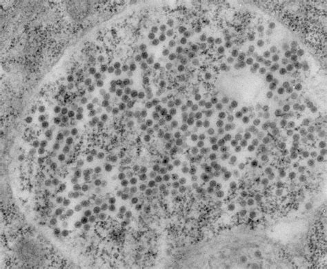 News And Events Department Of Entomology