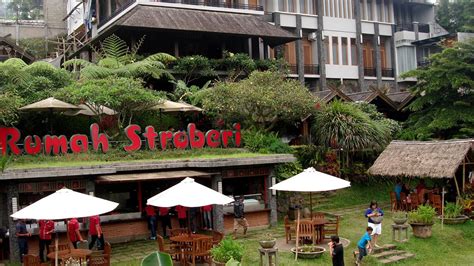 Rumah Stroberi House Of Strawberry Lembang Jawa Barat Youtube