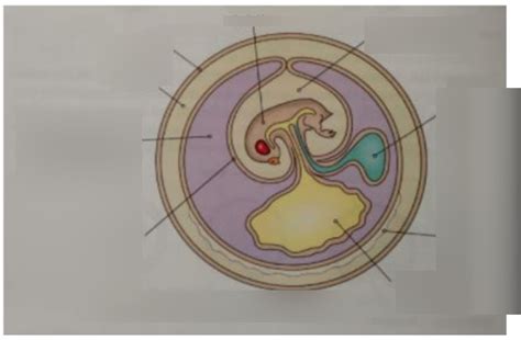 Ovípar Diagram Quizlet