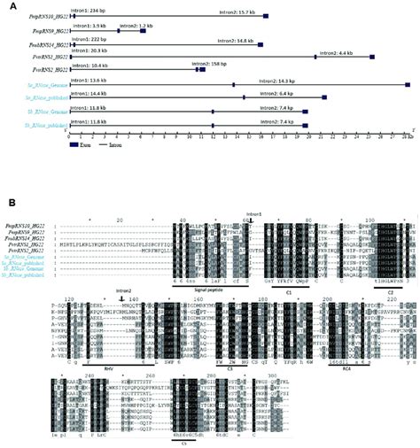 Characterization Of Primary Structural Features Of S Rnase Genes A