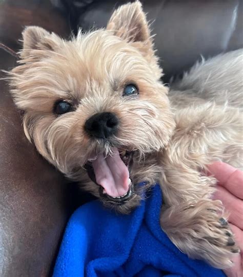 چرا من سگ ها رو دوست دارم این تصاویر از سگ ها روز شما را زیباتر میکنند