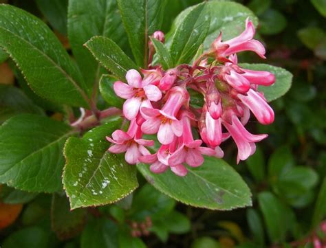 Escallonia Exoniensis Pioneer Nursery
