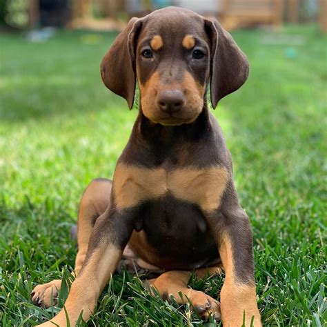 Greenfield Doberman Puppies Doberman Puppies For Sale L Dobermans Pups Near Me