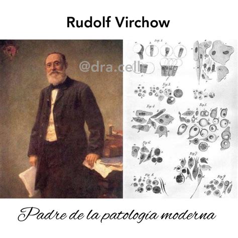 Linha Do Tempo Da Teoria Celular De Rudolf Virchow