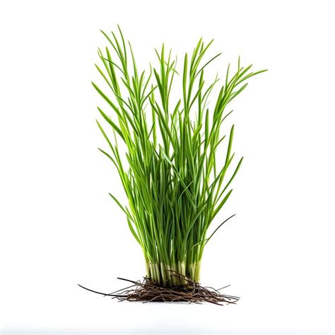 Premium Ai Image North Dakota Switchgrass Olive Green Mini Bouquet High Seedl Isolated On