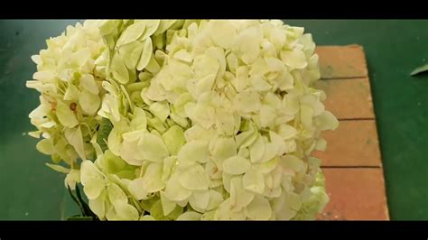 목수국 생화 꽃집 꽃집창업 꽃값 온라인꽃시장 온라인꽃도매 인터넷꽃시장 인터넷꽃도매 서울꽃시장 꽃농장 꽃배송 생화배송 생화도매 생화택배 꽃배달 생화배달 생화주문 생화부케