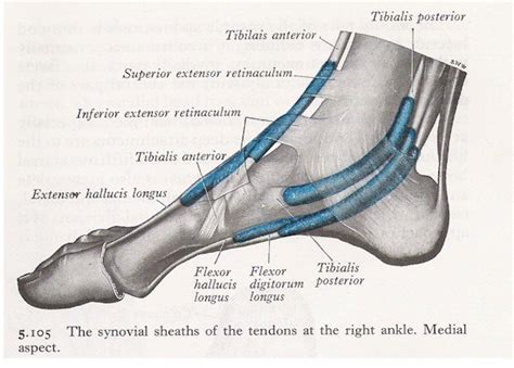 Foot Tendons And Muscles