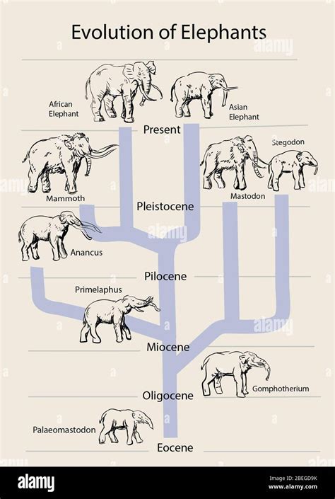 Evolution Of Animals Chart