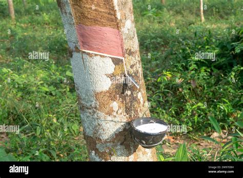 Rubber Tree Is Providing Great Yield Of Natural Rubber Latex Tapped Or Extracted From Rubber