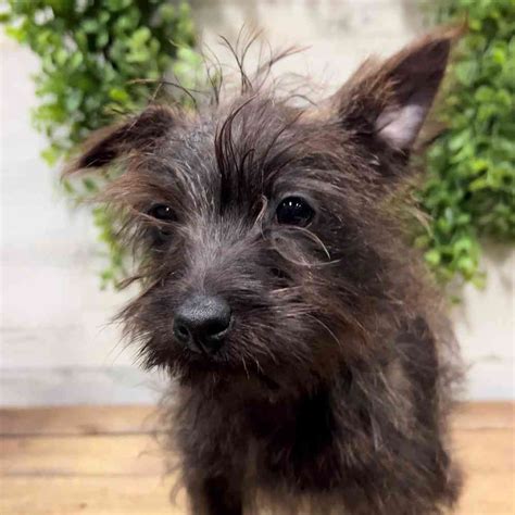 Black Cairn Terrier Mix