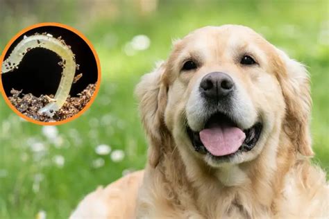 Robak Młot Groźny Dla Zwierząt Domowych Gdzie Go Wykryto