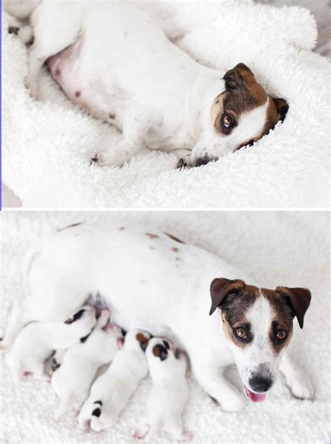 How Do Female Dogs Get Pregnant