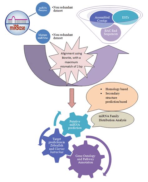 Analysis Workflow For The Prediction Of Putative Mirnas In C Batrachus