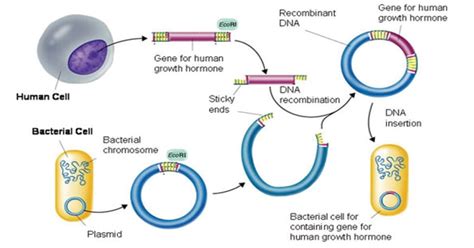 Recombinant Dna Diagram