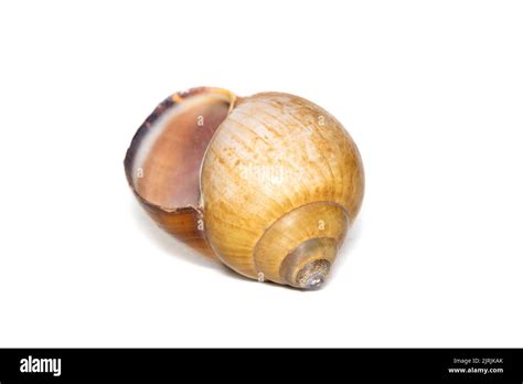 Rapa Venosa Cut Out Stock Images And Pictures Alamy