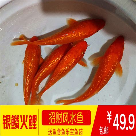 钻石鳞锦鲤火鲤纯红银鳞红鲤鱼闪鳞观赏鱼淡好养鱼苗观赏耐活虎窝淘