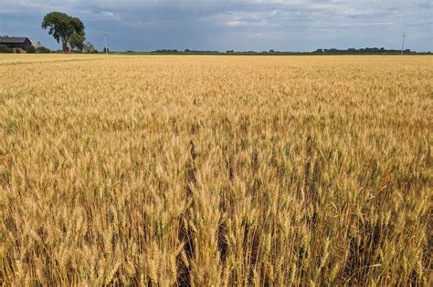 New Wheat Varieties Offer Opportunities Ndsu Agriculture