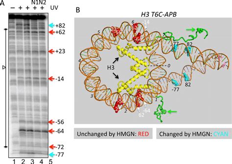 Specific Interactions Between The H3 N Terminal Tail Domain And