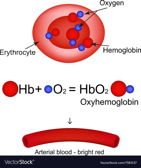Structure Of Hemoglobin