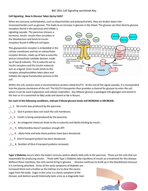 Bio 181l Cell Signaling Worksheet S20 Key Bio 181l Cell