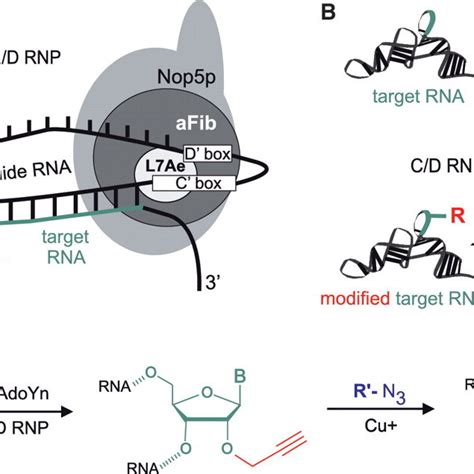 Pdf Programmable Sequence Specific Click Labeling Of Rna Using