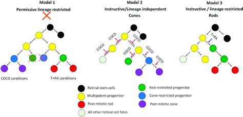 Alternative Models Of Directed Photoreceptor Differentiation From Rsc Download Scientific
