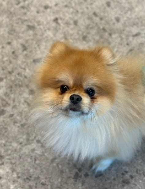 포메라니안 써니 강아지 책임분양 강아지무료분양 고양이무료분양 유기견입양 아이조아요양보호소