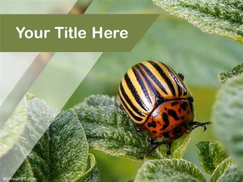 Free Insect PowerPoint Templates MyFreePPT Com