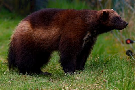 Wolverine Animal Photos Download The Best Free Wolverine Animal Stock