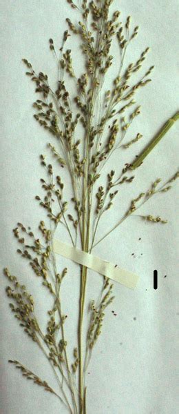 Panicum Coloratum