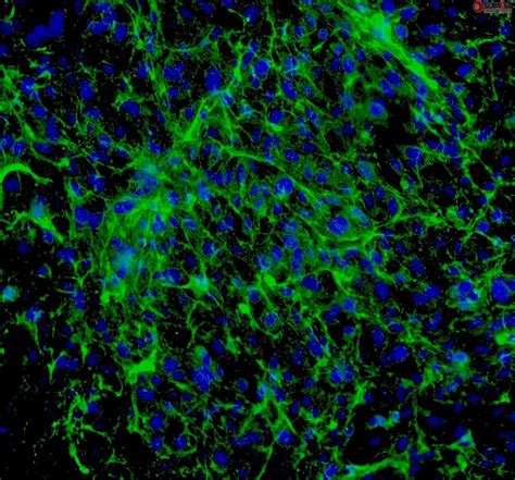 Mouse Embryonic Fibroblasts From C57bl 6