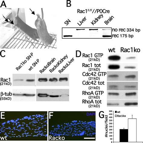 rac1 inactivation in scs a a conditional rac1 null mouse right and