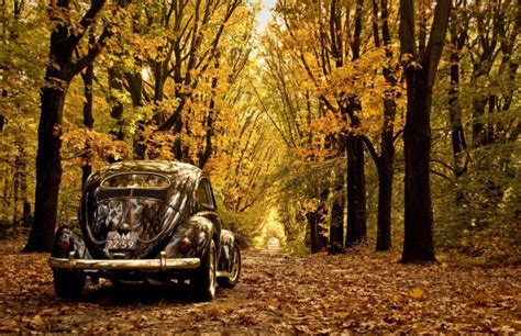 🔥 50 Classic Beetle Wallpapers Wallpapersafari