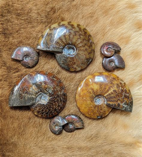 Whole Ammonite Fossils Chimera Taxidermy