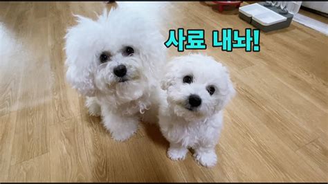 사료를 찾아헤매는 새끼 비숑feat 장남이 놀리고 키득대는 못난 아빠 Youtube